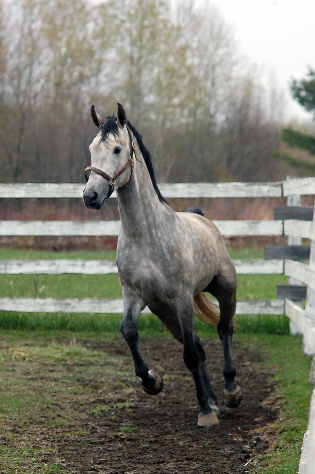 Centre équestre et équitation classique Mirabel, Québec | Photos
